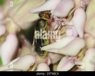 (Hedriodiscus vertebratus) Insecta Stock Photo - Alamy