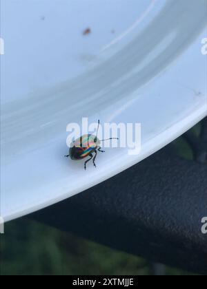 Dead-nettle Leaf Beetle (Fasta fastuosa) Insecta Stock Photo - Alamy