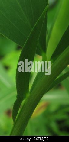 tuberous pea (Lathyrus tuberosus) Plantae Stock Photo - Alamy