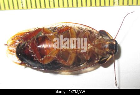 Surinam Cockroach (Pycnoscelus surinamensis) Insecta Stock Photo - Alamy