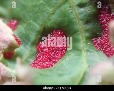 Rocky Mountain Maple Felt Mite (Aceria calaceris) Arachnida Stock Photo ...