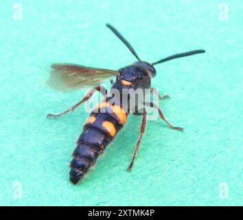 Noble Scoliid Wasp (Scolia nobilitata) Insecta Stock Photo - Alamy