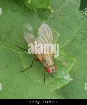 Tiger Flies (Coenosia) Insecta Stock Photo - Alamy