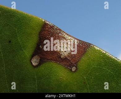 magnolia leaf spot (Phyllosticta magnoliae) Fungi Stock Photo - Alamy