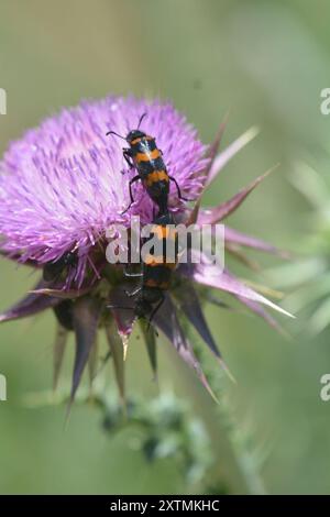 (Mylabris variabilis) Insecta Stock Photo - Alamy