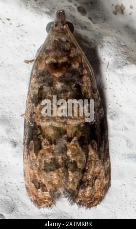 Verbena Bud Moth (Endothenia hebesana) Insecta Stock Photo - Alamy