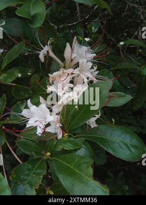 swamp azalea (Rhododendron viscosum) Plantae Stock Photo - Alamy