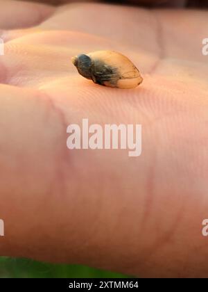 Striate Ambersnail (Novisuccinea strigata) Mollusca Stock Photo - Alamy