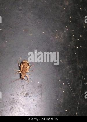 Peach Root Weevil (Pseudoedophrys hilleri) Insecta Stock Photo - Alamy