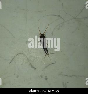 Common Silverfish (Lepisma saccharinum) Insecta Stock Photo - Alamy