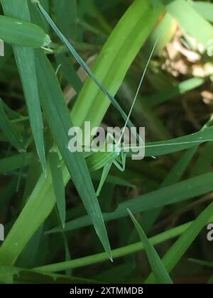 Common Coneheads (Neoconocephalus) Insecta Stock Photo - Alamy