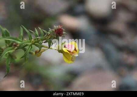 Primrose Moth (Schinia florida) Insecta Stock Photo - Alamy