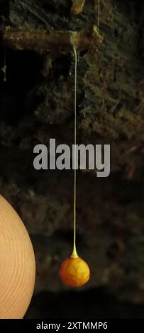 Common Eastern Ray Spider (Theridiosoma gemmosum) Arachnida Stock Photo ...