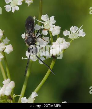 Tiphiid Flower Wasps (Tiphiidae Stock Photo - Alamy