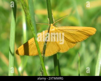 (Crocota tinctaria) Insecta Stock Photo - Alamy