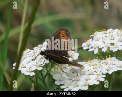 Mountain Ringlet (Erebia epiphron) Insecta Stock Photo - Alamy