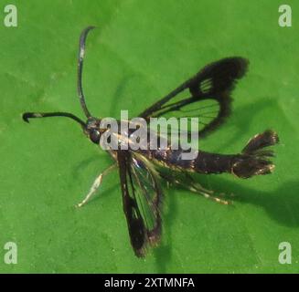 Ithaca Clearwing Moth (Carmenta ithacae) Insecta Stock Photo - Alamy