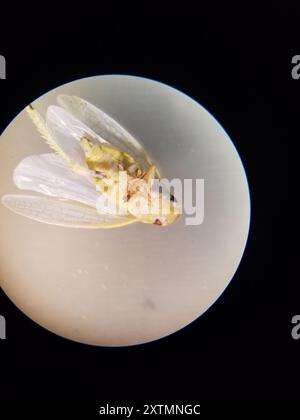 True Hoppers (Auchenorrhyncha) Insecta Stock Photo - Alamy