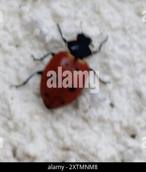 Oblong Lady Beetles (Hippodamia) Insecta Stock Photo - Alamy