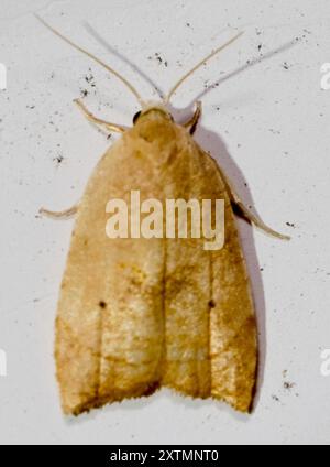 Batman Moth (Coelostathma discopunctana) Insecta Stock Photo - Alamy