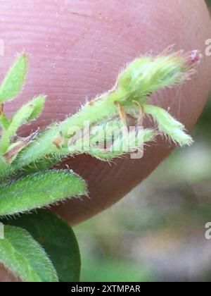 Little-leaf Tick-clover (Desmodium ciliare) Plantae Stock Photo - Alamy