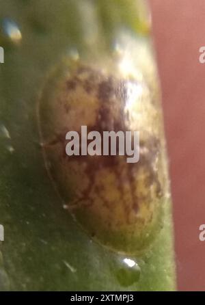 Brown Soft Scale (Coccus hesperidum) Insecta Stock Photo - Alamy