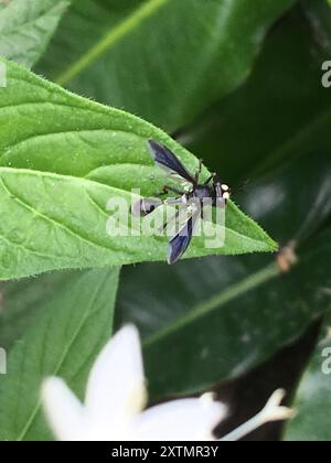 (Physocephala tibialis) Insecta Stock Photo - Alamy