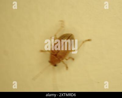 Grape Colaspis (Colaspis brunnea) Insecta Stock Photo - Alamy