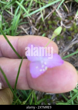 Grassleaf Roseling (Callisia graminea) Plantae Stock Photo - Alamy