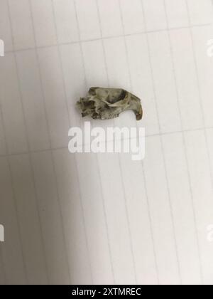 Hamsters, Voles, Lemmings, and Allies (Cricetidae) Mammalia Stock Photo ...