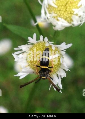 Perennial Mason Wasp (Parancistrocerus perennis) Insecta Stock Photo ...