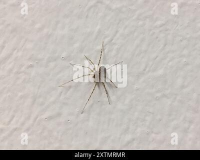 Common Spitting Spider (Scytodes thoracica) Arachnida Stock Photo - Alamy