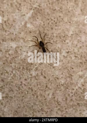 Sneak Spider (Harpactea hombergi), Arachnida, London, UK Stock Photo ...