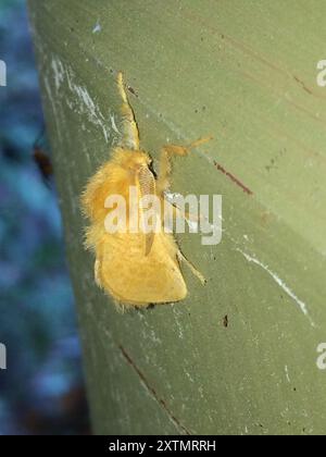 Yellow Flannel Moth (Megalopyge pyxidifera) Insecta Stock Photo - Alamy