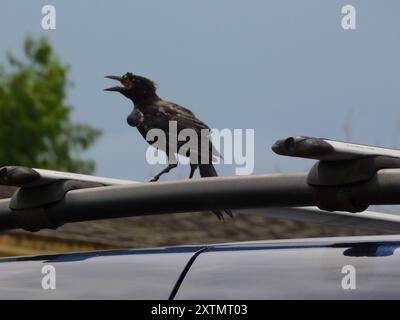 Avian pox viruses (Avipoxvirus Stock Photo - Alamy