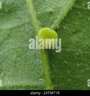 (Kokkocynips rileyi) Insecta Stock Photo - Alamy