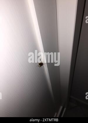 Dusky Cockroach (Ectobius lapponicus) Insecta Stock Photo - Alamy