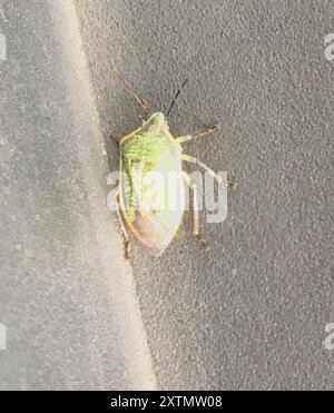 Say's Stink Bug (Chlorochroa sayi) Insecta Stock Photo - Alamy