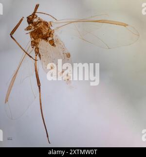 Giant Conifer Aphids (Cinara) Insecta Stock Photo - Alamy