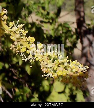 Jacket plum (Pappea capensis) Plantae Stock Photo - Alamy