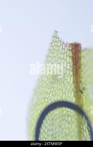 Capillary Thread-moss (Ptychostomum capillare) Plantae Stock Photo - Alamy