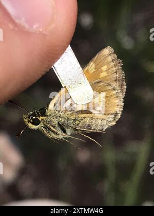 Draco Skipper (Polites draco) Insecta Stock Photo - Alamy