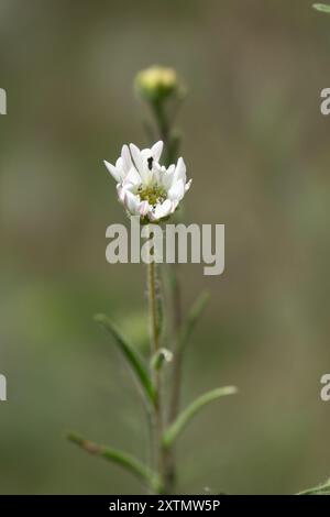 Hayfield Tarweed (Hemizonia congesta) Plantae Stock Photo - Alamy