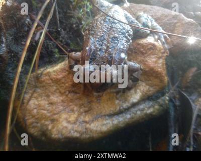 Raucous Toad (Sclerophrys capensis) Amphibia Stock Photo - Alamy