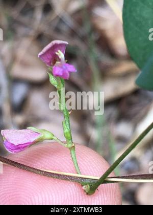 eastern milk-pea (Galactia regularis) Plantae Stock Photo - Alamy