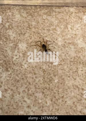Sneak Spider (Harpactea hombergi) Arachnida Stock Photo - Alamy