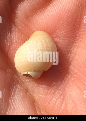 Atlantic Dogwhelk (Nucella lapillus) Mollusca Stock Photo - Alamy