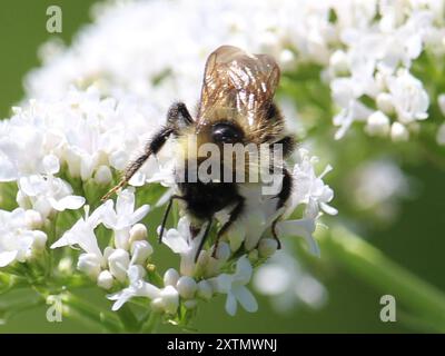 (Bombus flavidus appalachiensis) Insecta Stock Photo - Alamy