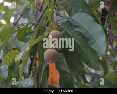 (Vatica chinensis) Plantae Stock Photo - Alamy