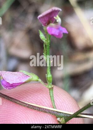 eastern milk-pea (Galactia regularis) Plantae Stock Photo - Alamy